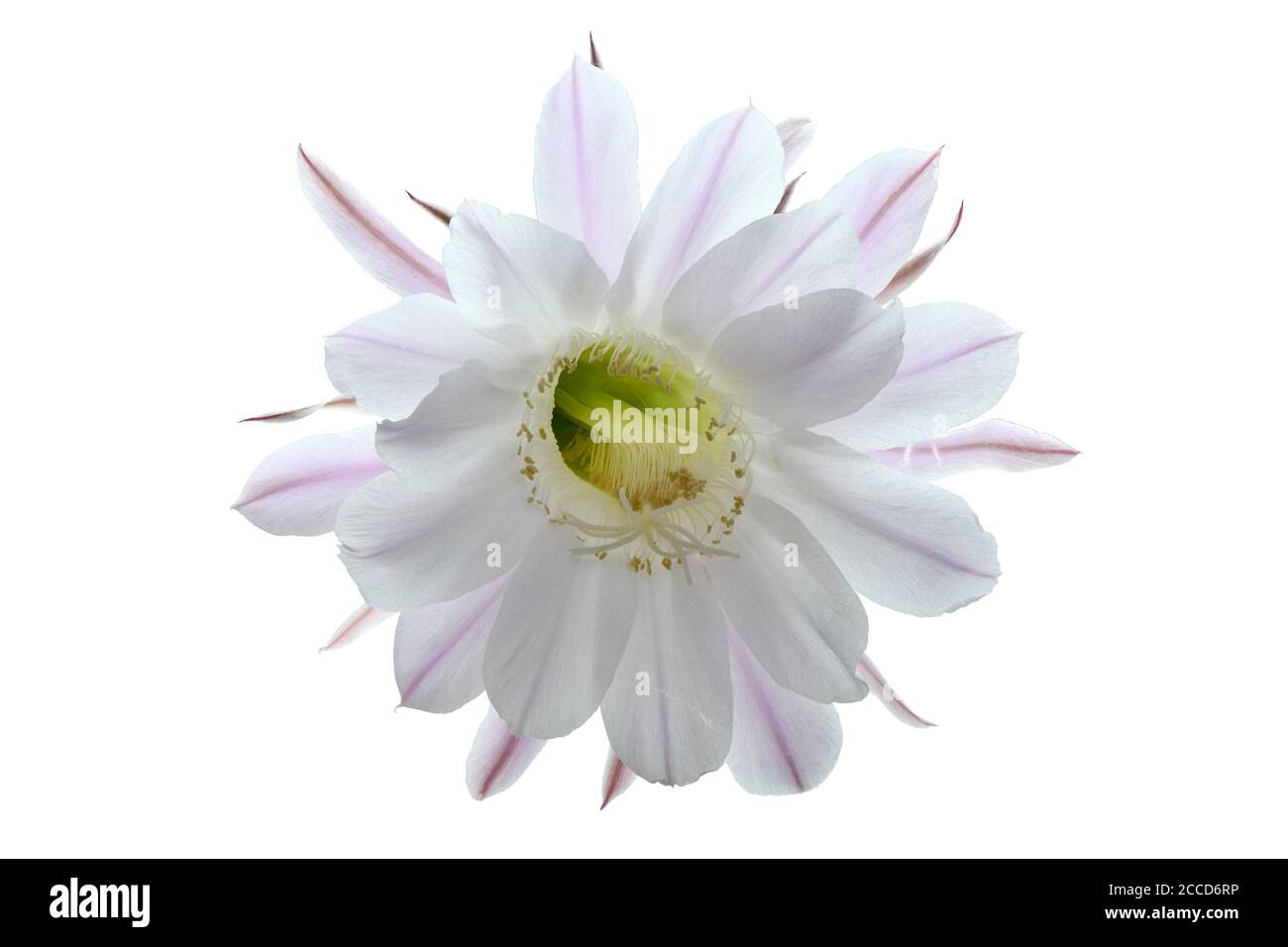 Flower of easter lily cactus (latin name: Echinopsis Oxygona). Isolated ...