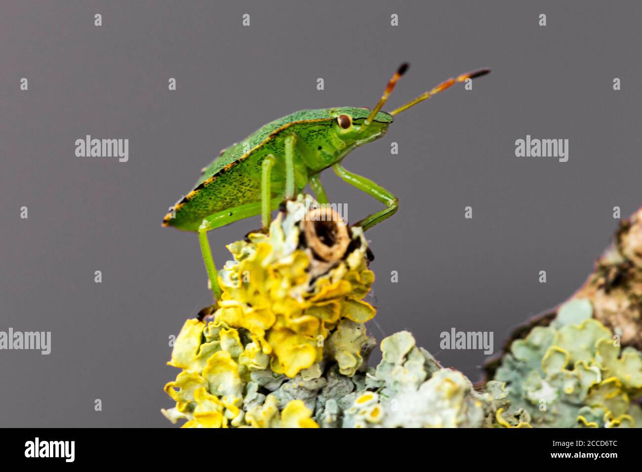 Green Shieldbug Palomino prasina Stock Photo - Alamy