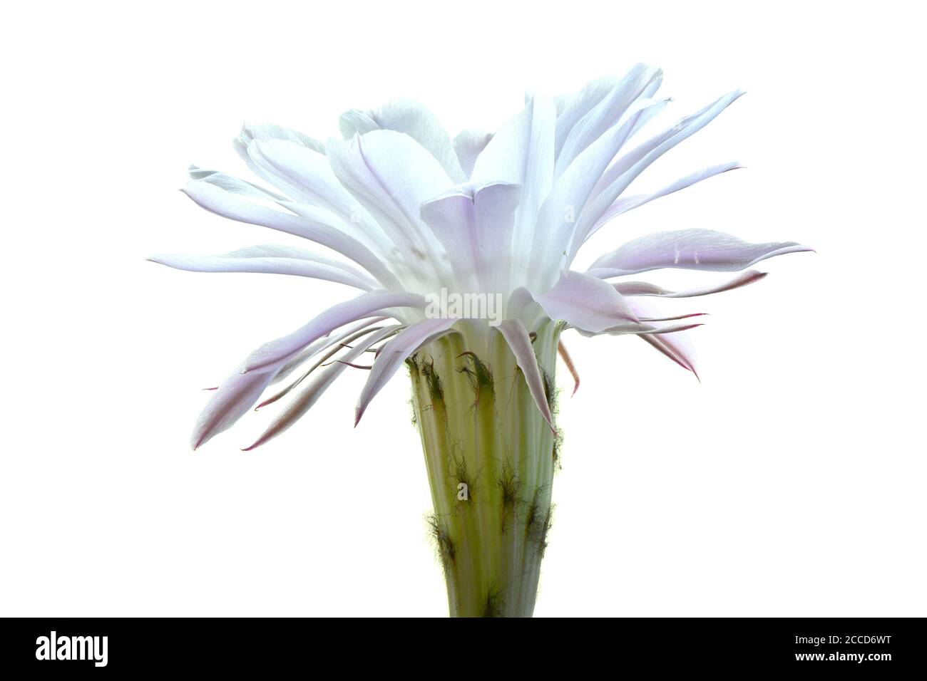 Flower of easter lily cactus (latin name: Echinopsis Oxygona). Isolated ...