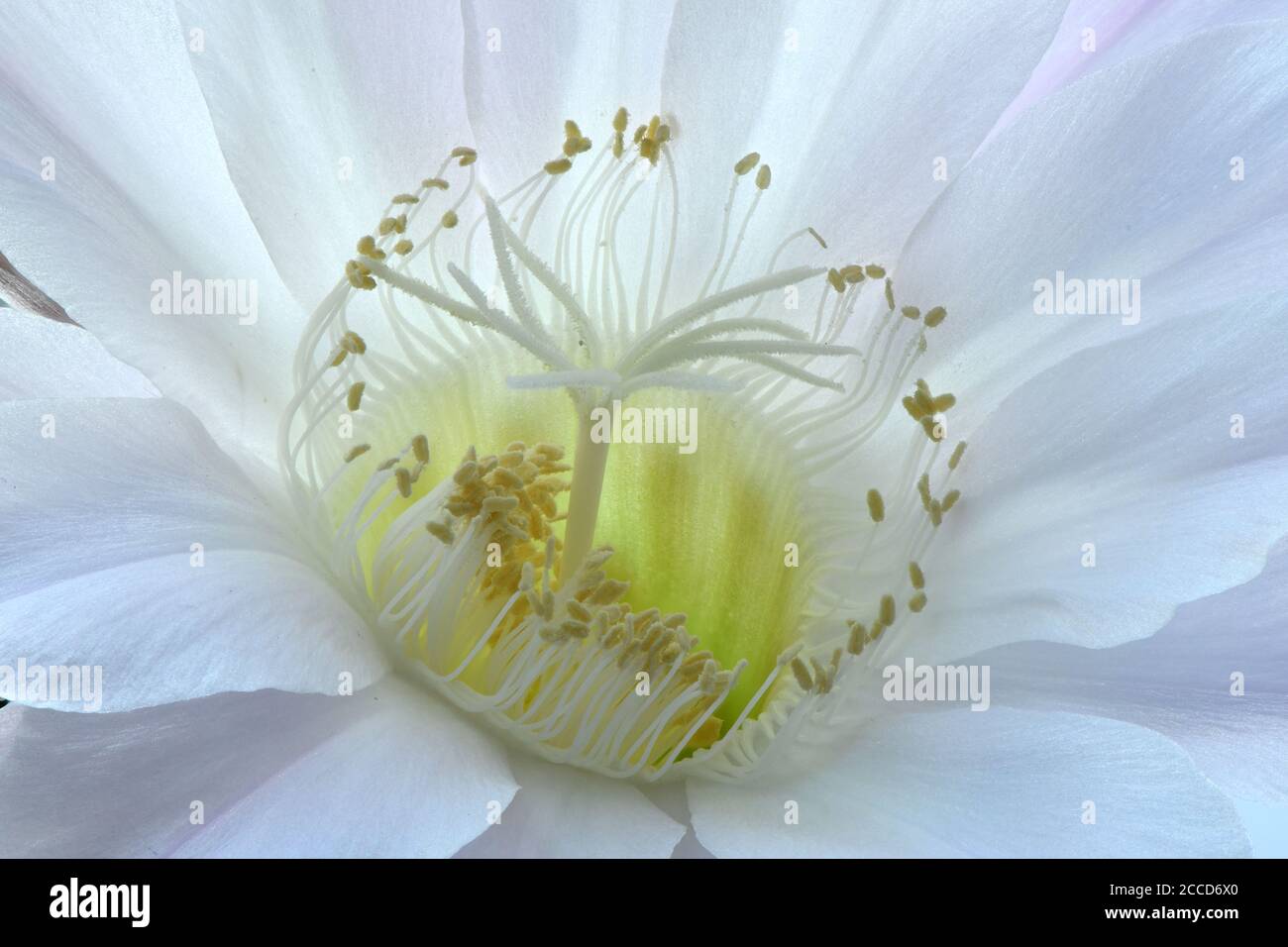 Flower of easter lily cactus (latin name: Echinopsis Oxygona) High ...