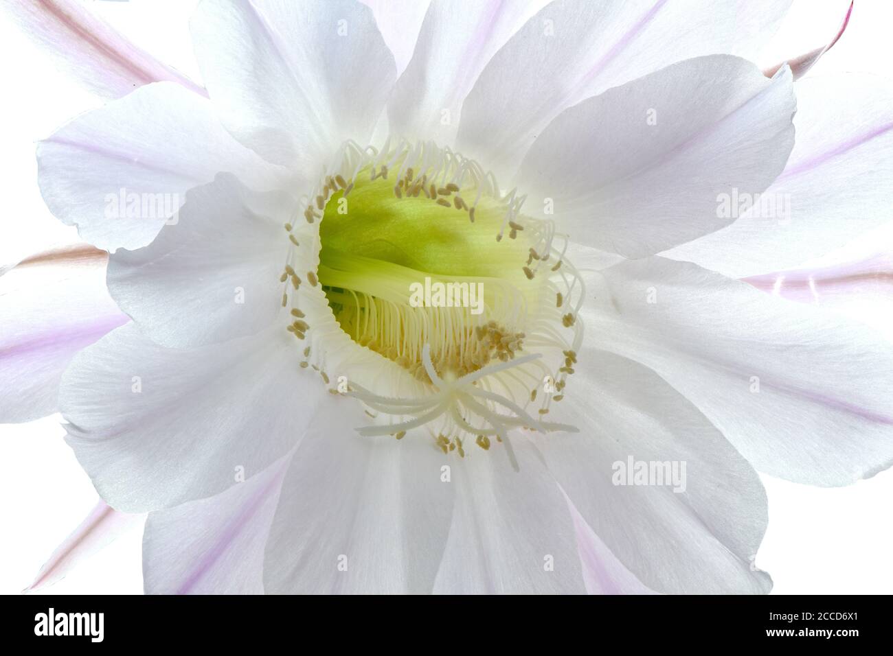 Flower of easter lily cactus (latin name: Echinopsis Oxygona). Isolated ...