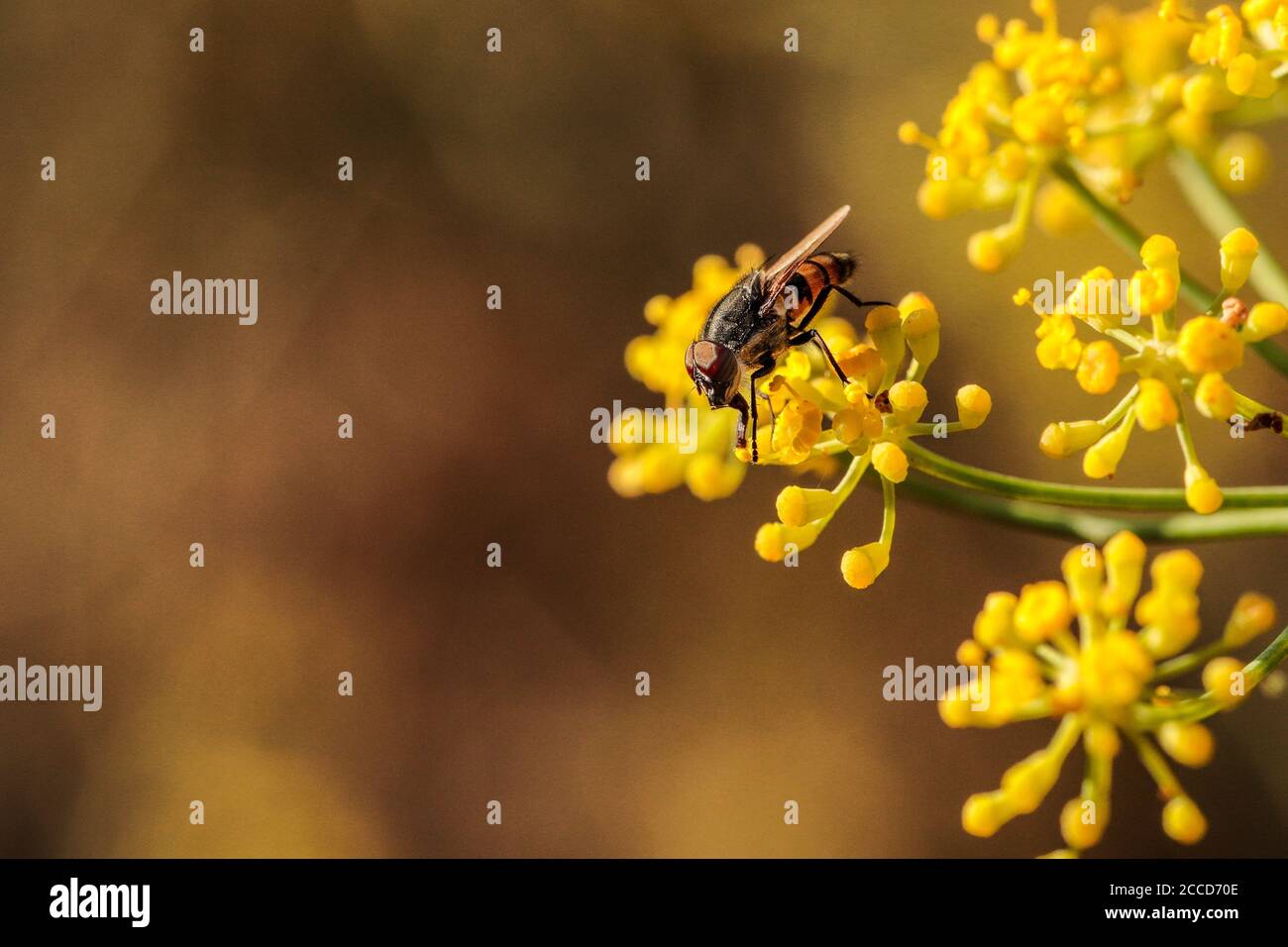 male locust blowfly Stomorhina lunata, on fennel, Malta, Mediterranean ...
