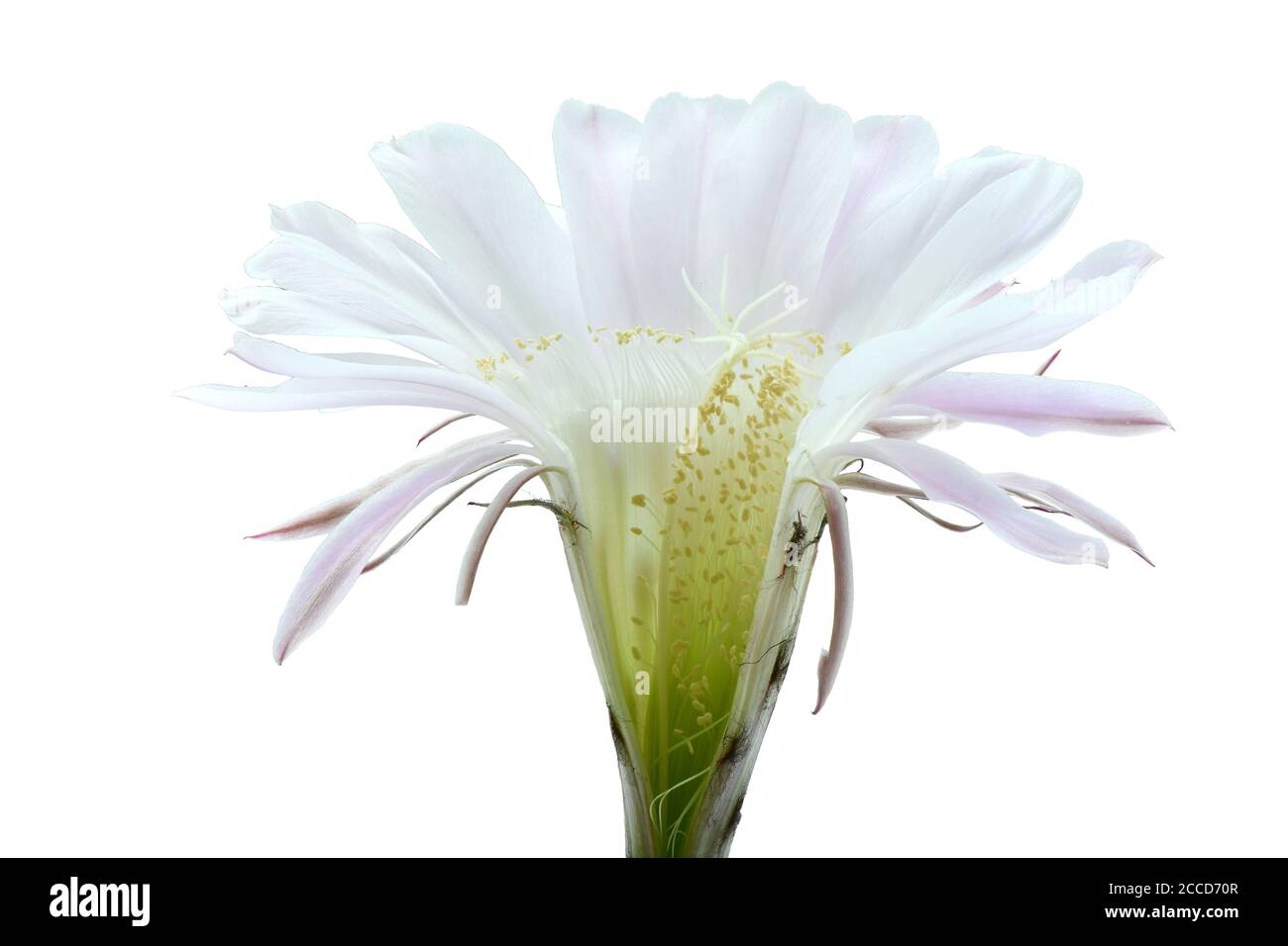 Flower of easter lily cactus (latin name: Echinopsis Oxygona). Isolated ...