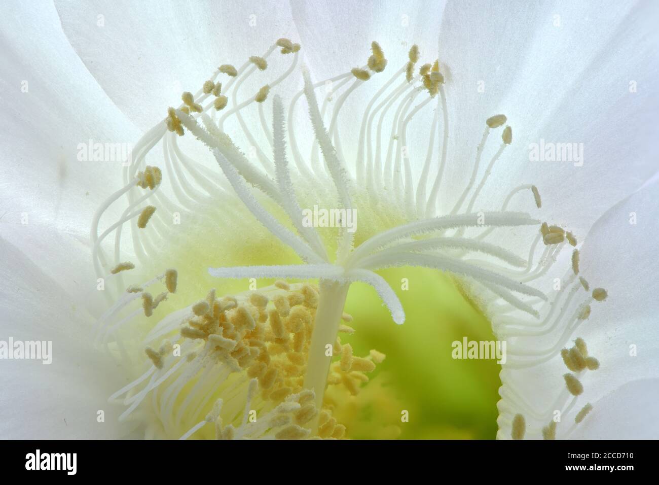 Flower of easter lily cactus (latin name: Echinopsis Oxygona) High ...