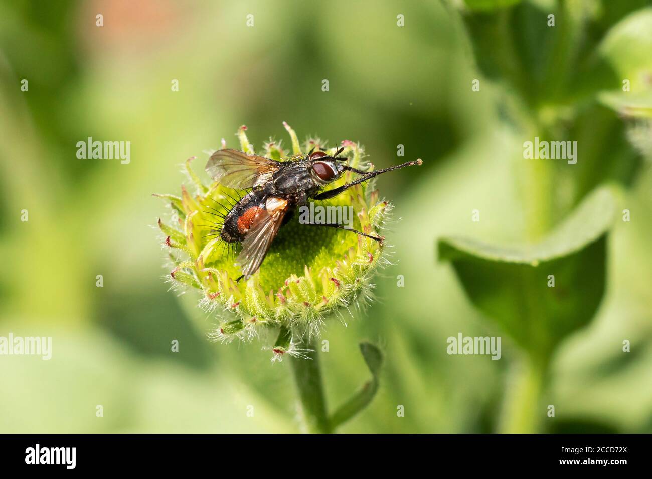 Tachinid Fly Eriothrix rufomaculata Stock Photo - Alamy