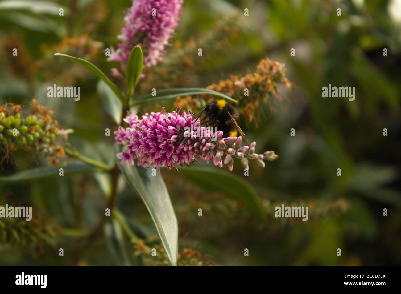 Bumblebee life cycle hi-res stock photography and images - Alamy