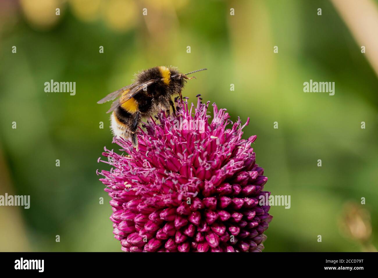 White-tailed Bumblebee Bombus lucorum Stock Photo - Alamy