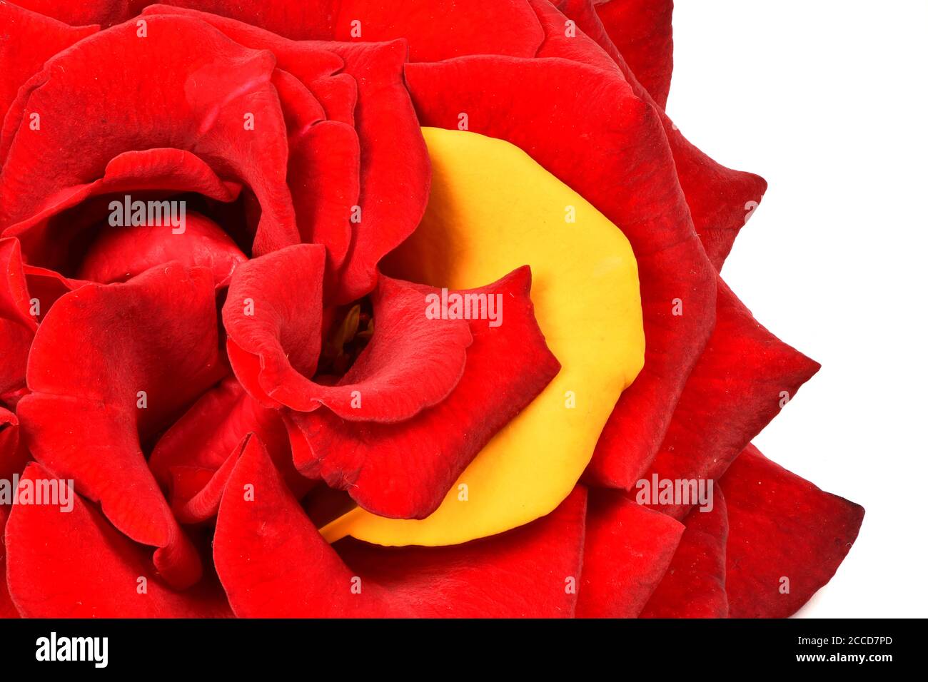 Beautiful red and yellow rose flower. High resolution photo. Full depth ...