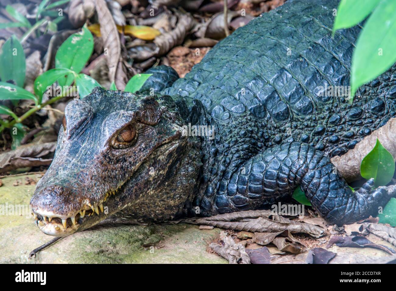 Dwarf Caiman Alligator