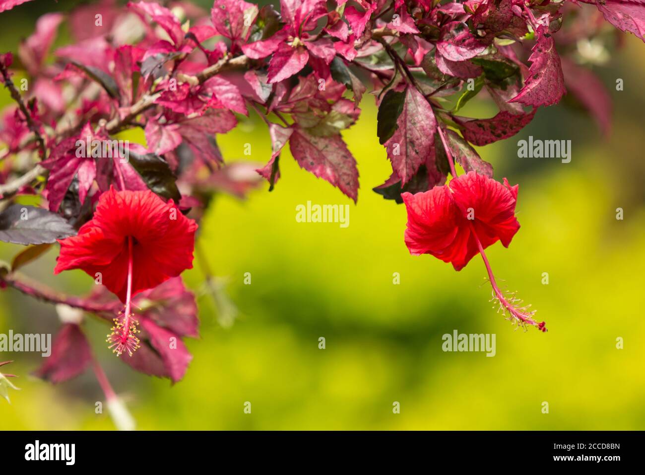 Close up Pollen of red Hibiscus rosa-sinensis or Cooperi with green ...