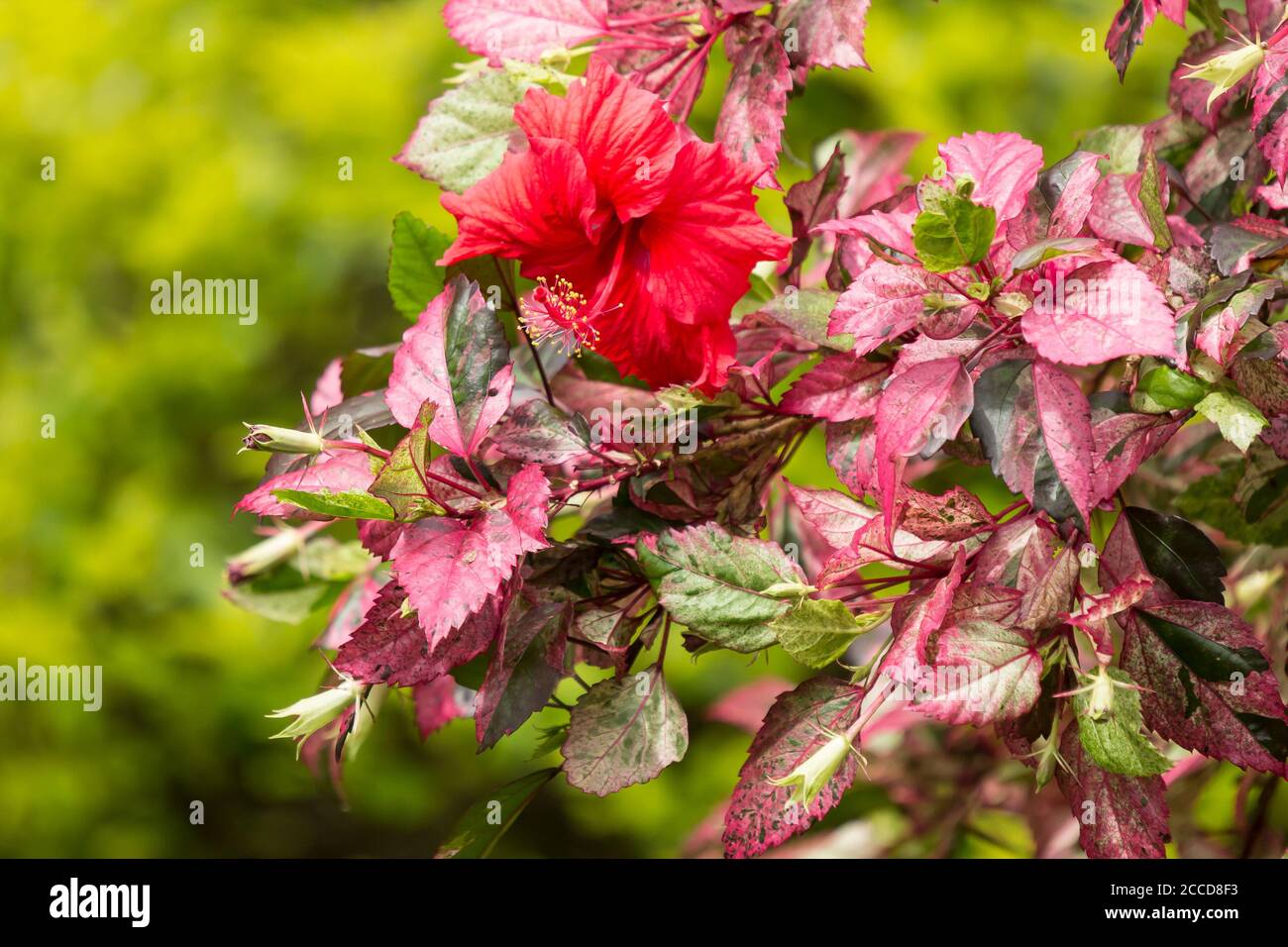 Close up Pollen of red Hibiscus rosa-sinensis or Cooperi with green ...