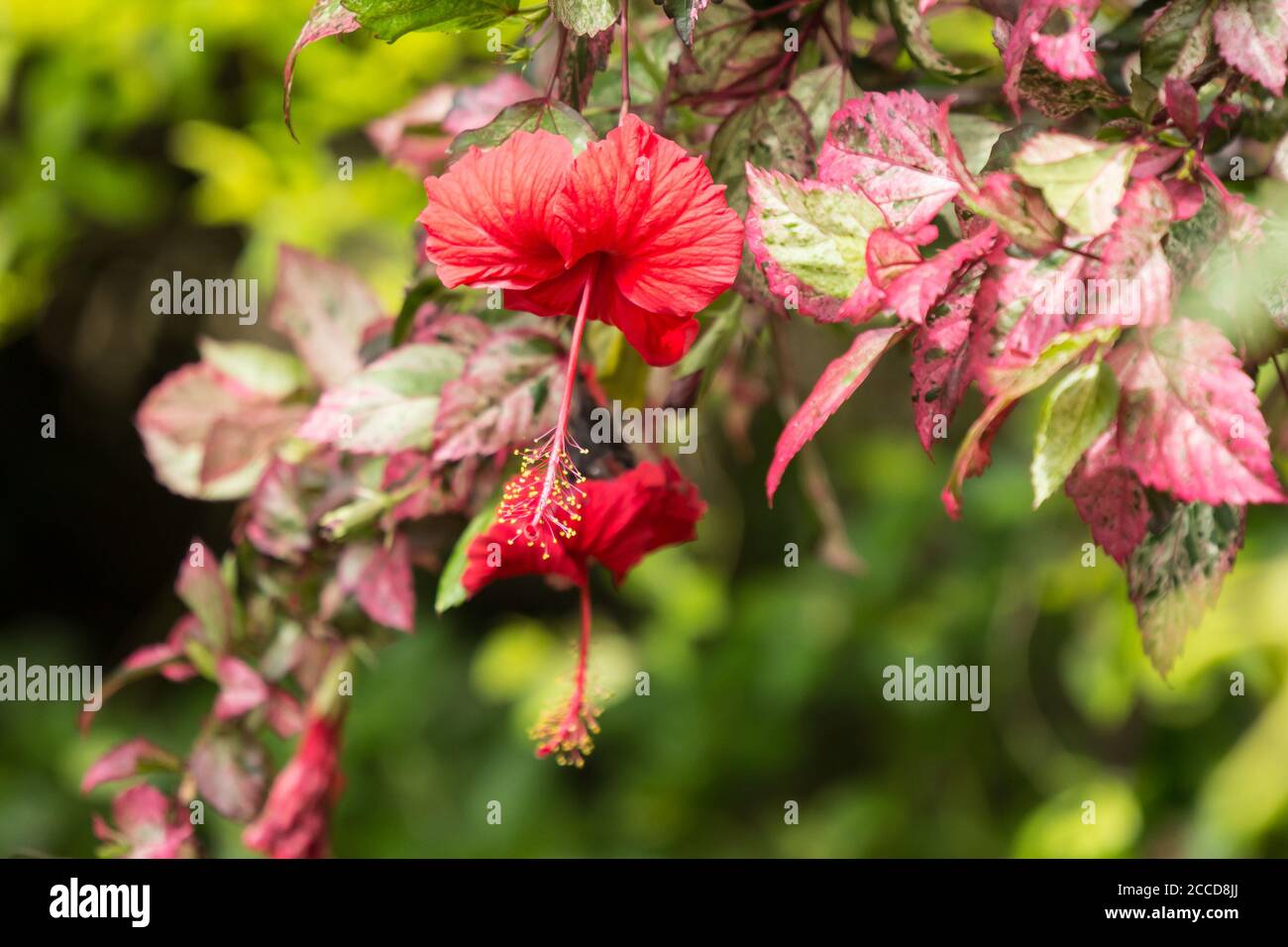 Close up Pollen of red Hibiscus rosa-sinensis or Cooperi with green ...
