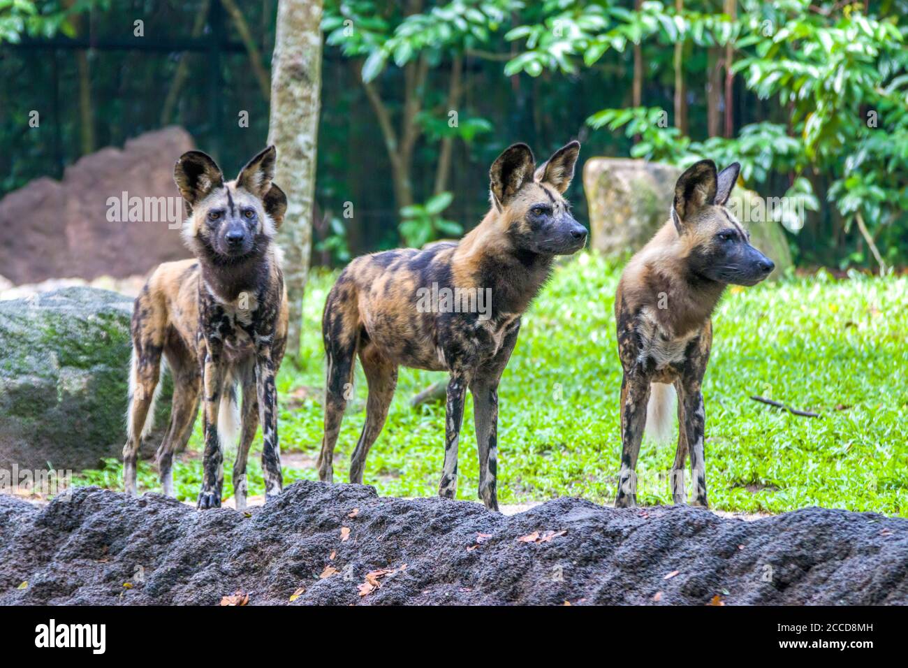 The African wild dog(Lycaon pictus) is a canid native to sub-Saharan ...