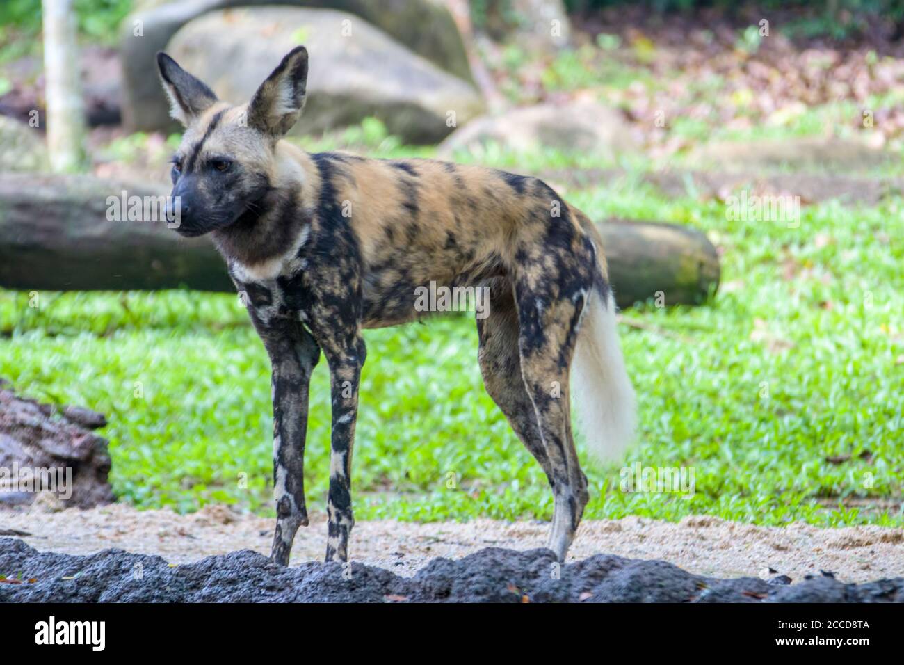 The African wild dog(Lycaon pictus) is a canid native to sub-Saharan ...