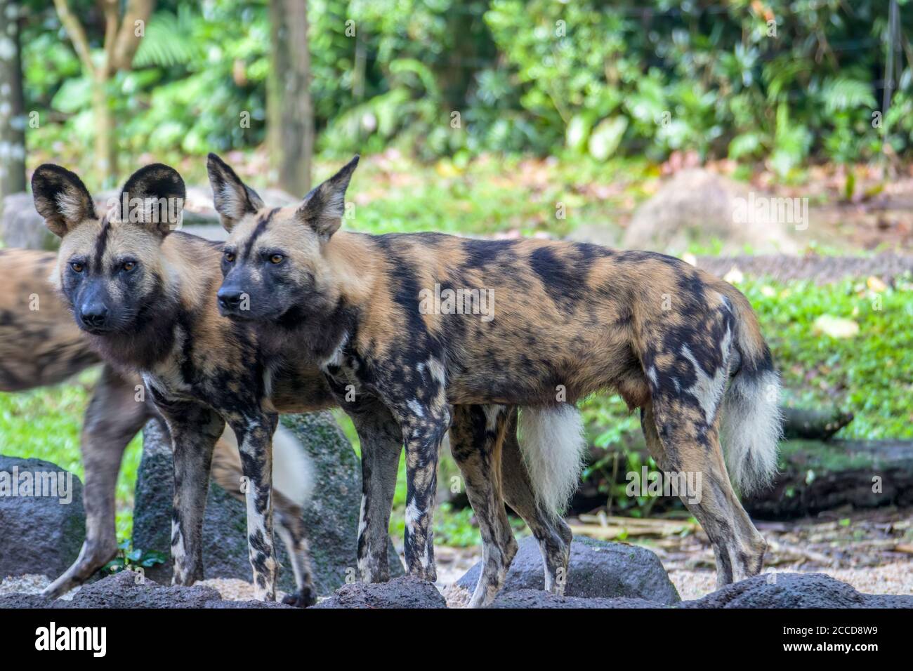The African wild dog(Lycaon pictus) is a canid native to sub-Saharan ...