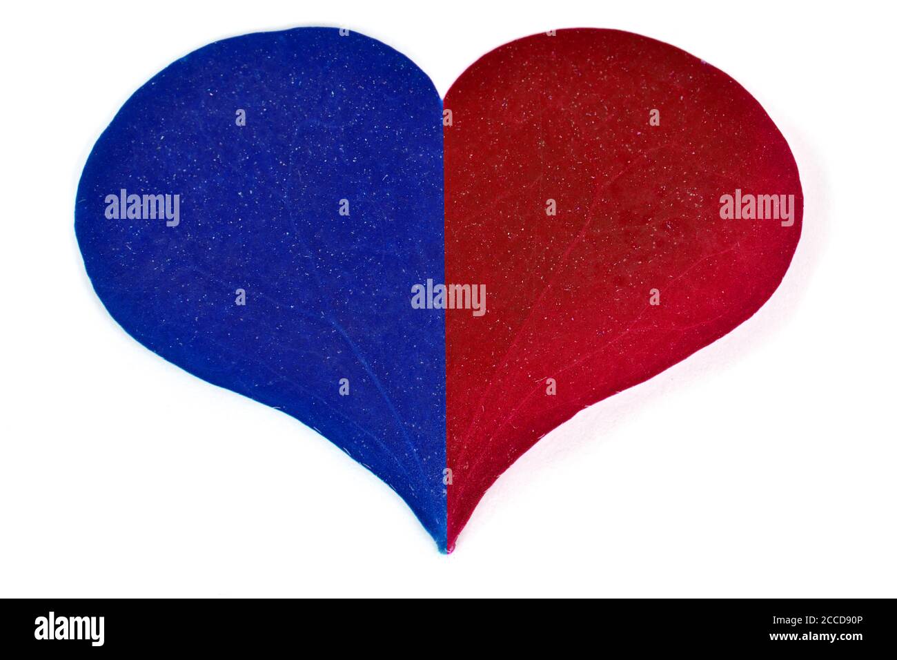 Blue and red leaf isolated on white background. High resolution photo ...