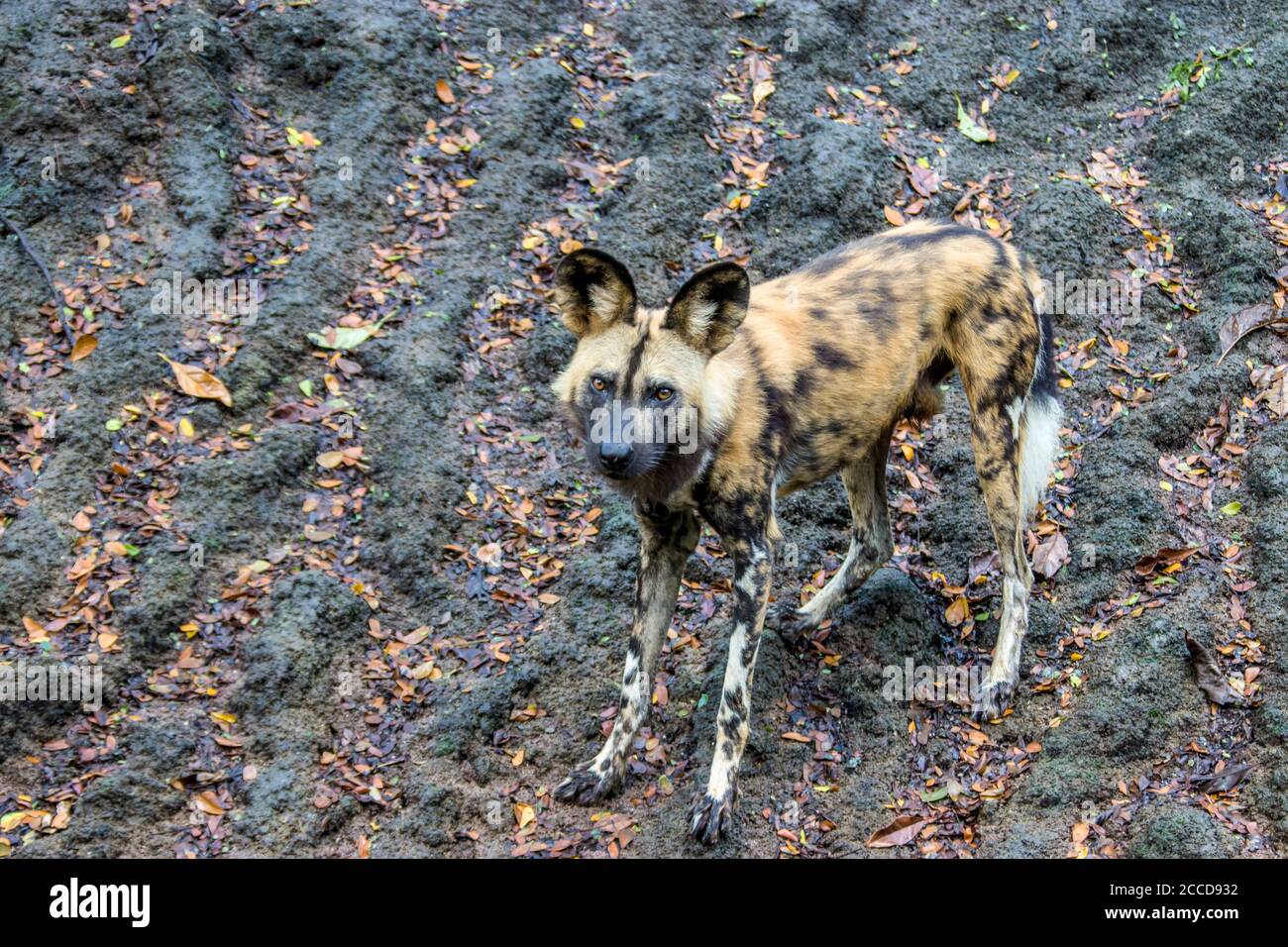 The African wild dog(Lycaon pictus) is a canid native to sub-Saharan ...