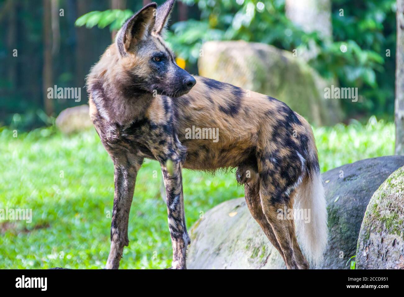 The African wild dog(Lycaon pictus) is a canid native to sub-Saharan ...