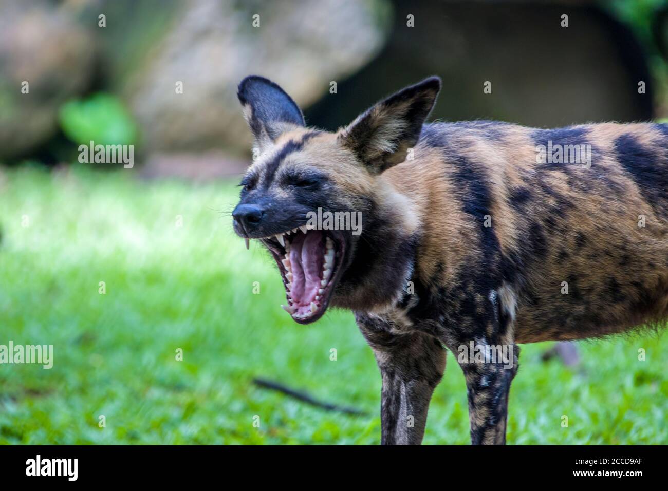 The African wild dog(Lycaon pictus) is a canid native to sub-Saharan ...