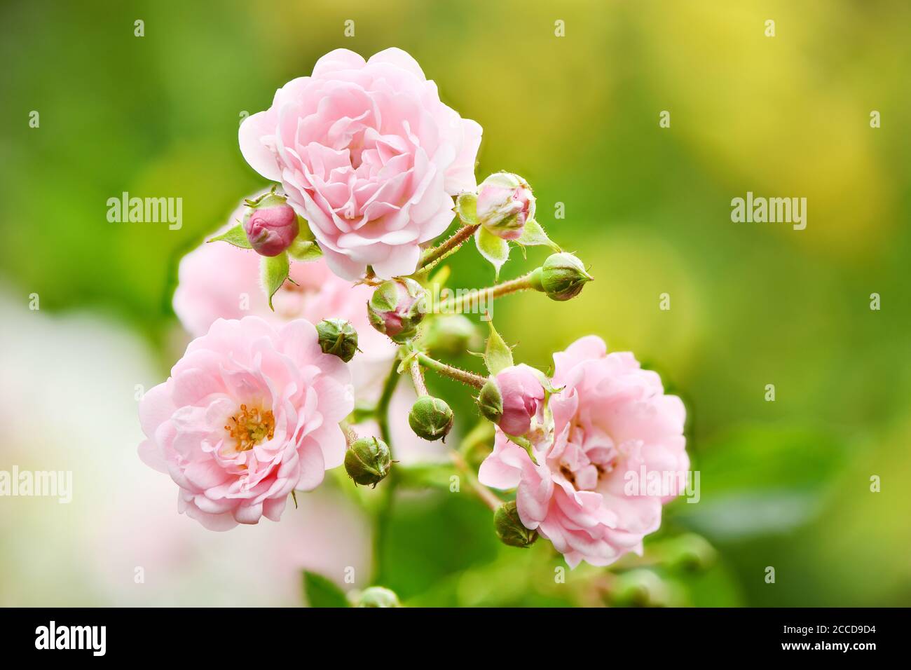 Beautiful branch of pink rose flower on green garden background. High ...