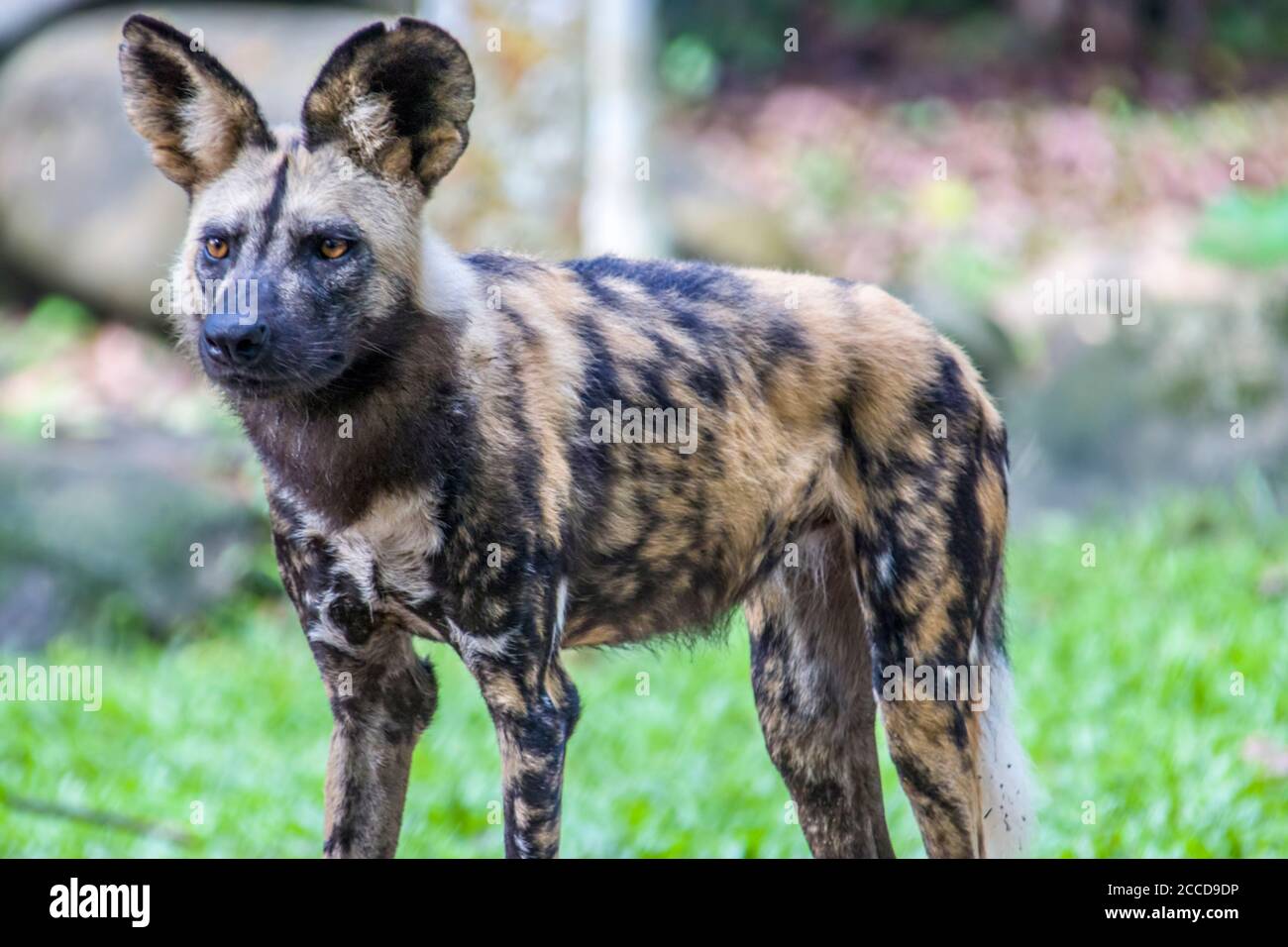 The African wild dog(Lycaon pictus) is a canid native to sub-Saharan ...