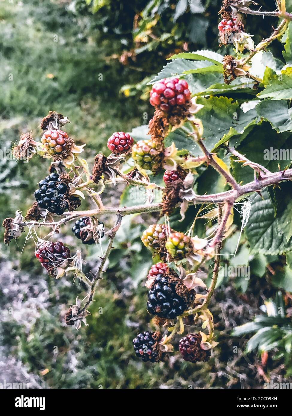 Wild blackberries close-up Stock Photo - Alamy