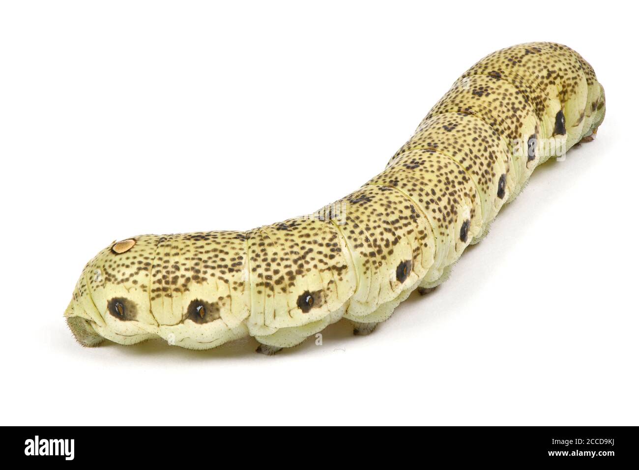 Caterpillar acherontia atropos deaths Cut Out Stock Images & Pictures ...