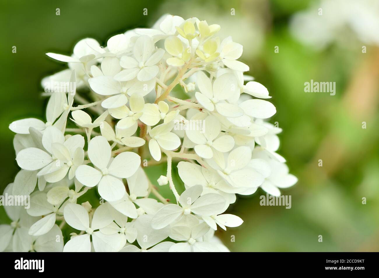 Pure white hydrangea hi-res stock photography and images - Alamy