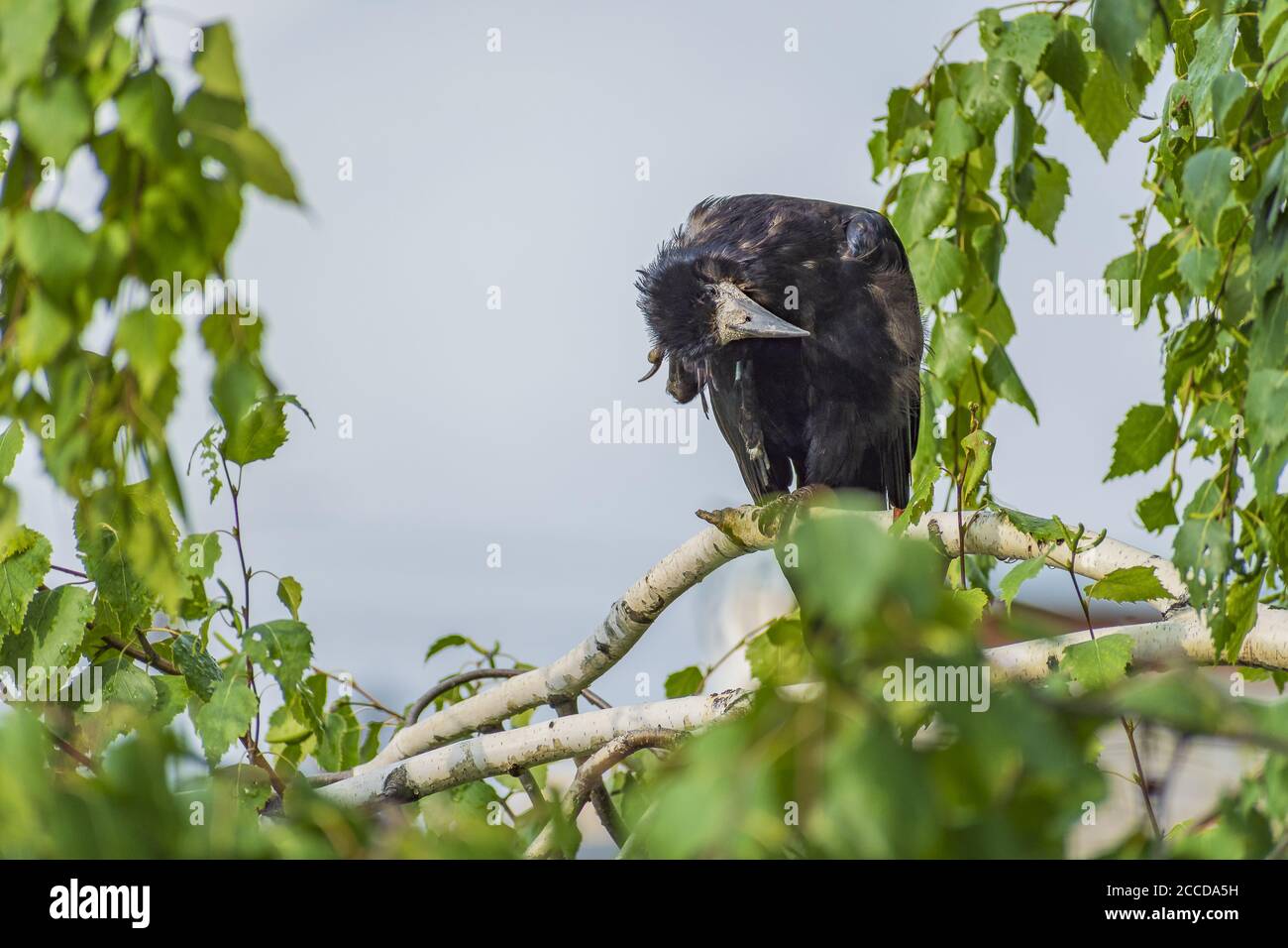 Wild bird life during bad weather, rain Stock Photo - Alamy