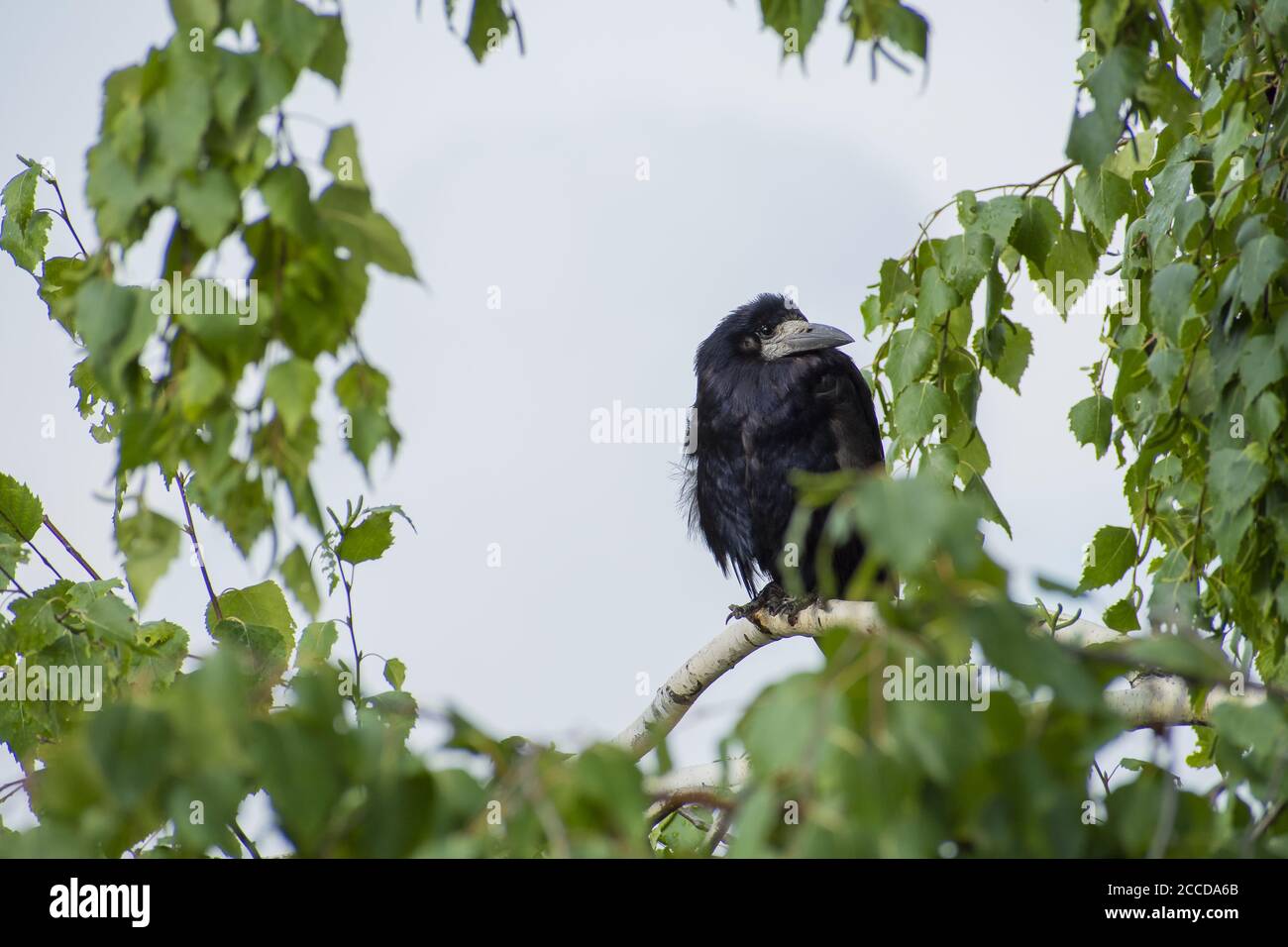 Raven on birch tree branch hi-res stock photography and images - Alamy