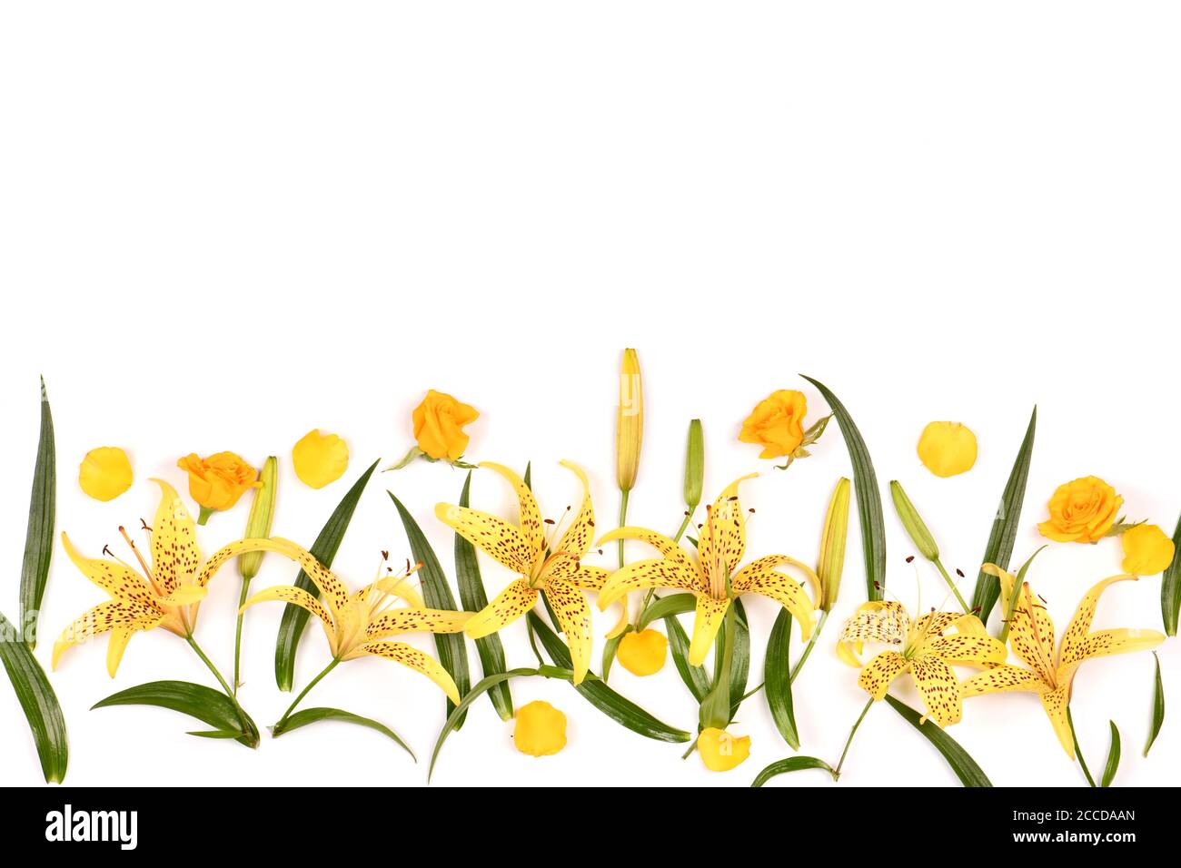 Beautiful yellow lily flowers isolated on white background. High ...