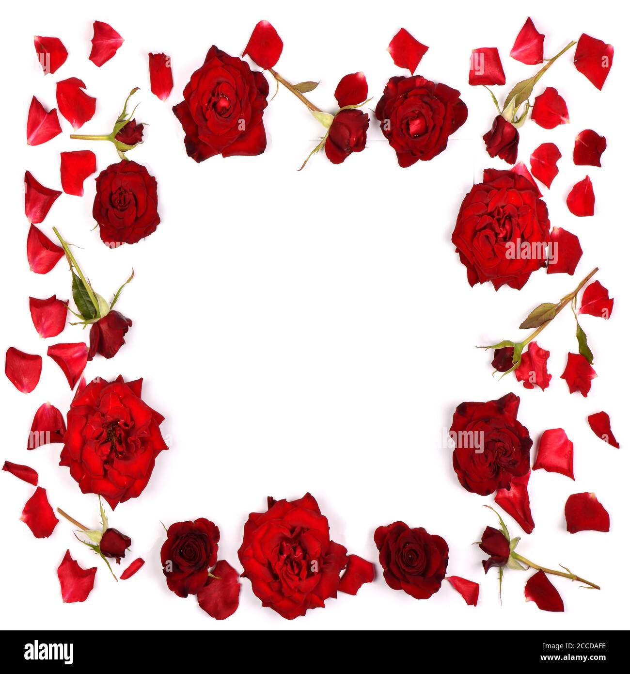 Beautiful red rose flowers set out with a frame. Isolated on white ...