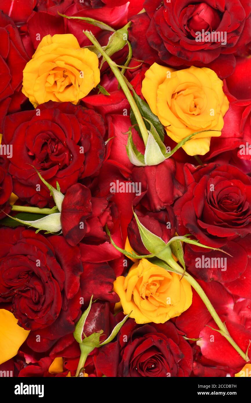 Beautiful red and yellow rose flower. High resolution photo. Full depth ...