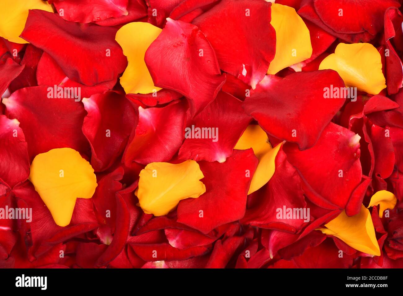 Beautiful red and yellow rose flower. High resolution photo. Full depth ...