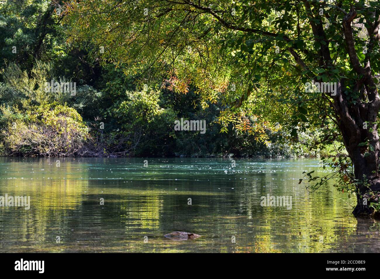 Mountain forest river reflection landscape. Forest river reflection in ...