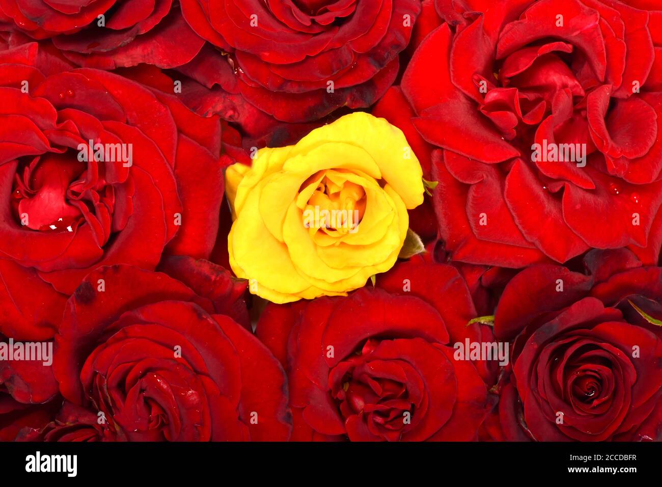 Beautiful red and yellow rose flower. High resolution photo. Full depth of field Stock Photo - Alamy