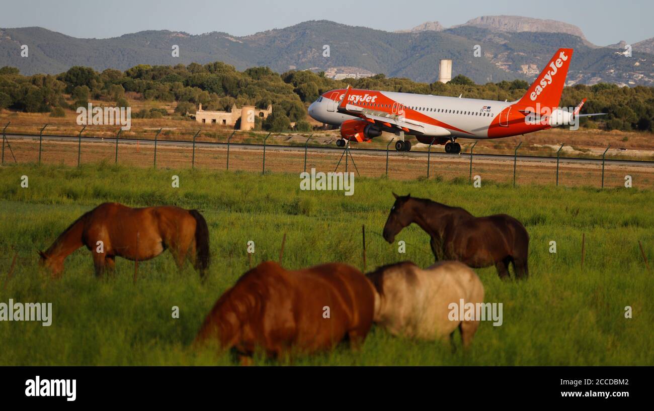 Palma, Spain. 20th Aug, 2020. Horses stand in a field while an Easyjet ...