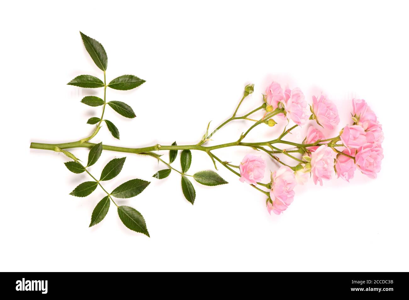 Beautiful branch of pink rose flower isolated on white background. High ...