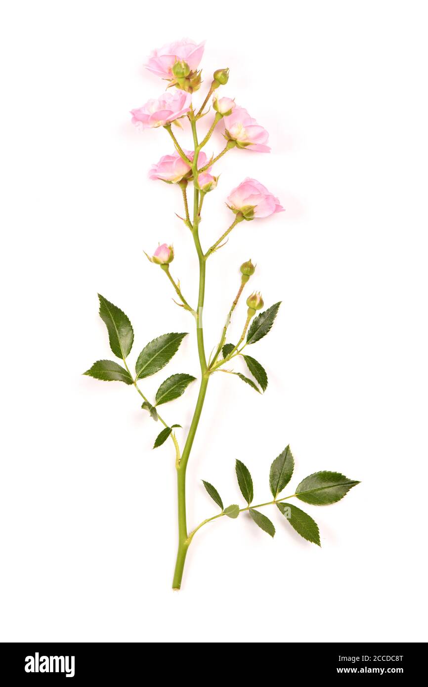 Beautiful branch of pink rose flower isolated on white background. High ...