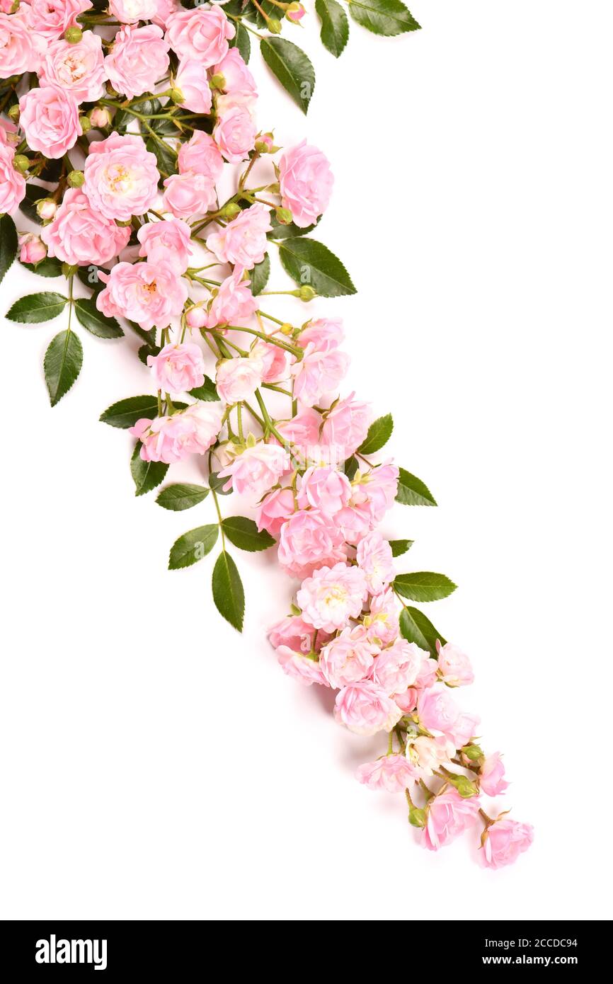 Beautiful branch of pink rose flower isolated on white background. High ...
