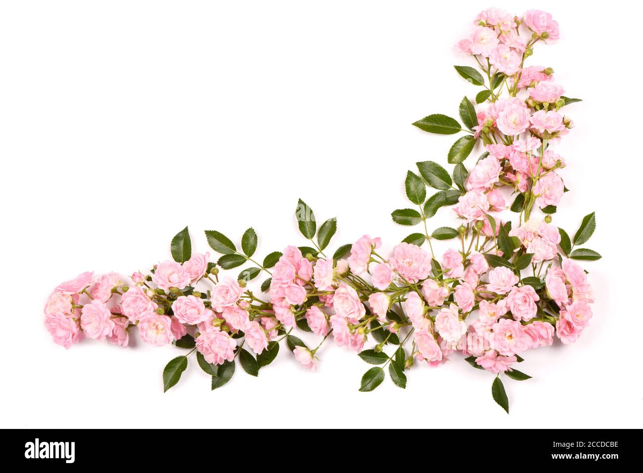 Beautiful pink rose flowers set out corner. Isolated on white ...