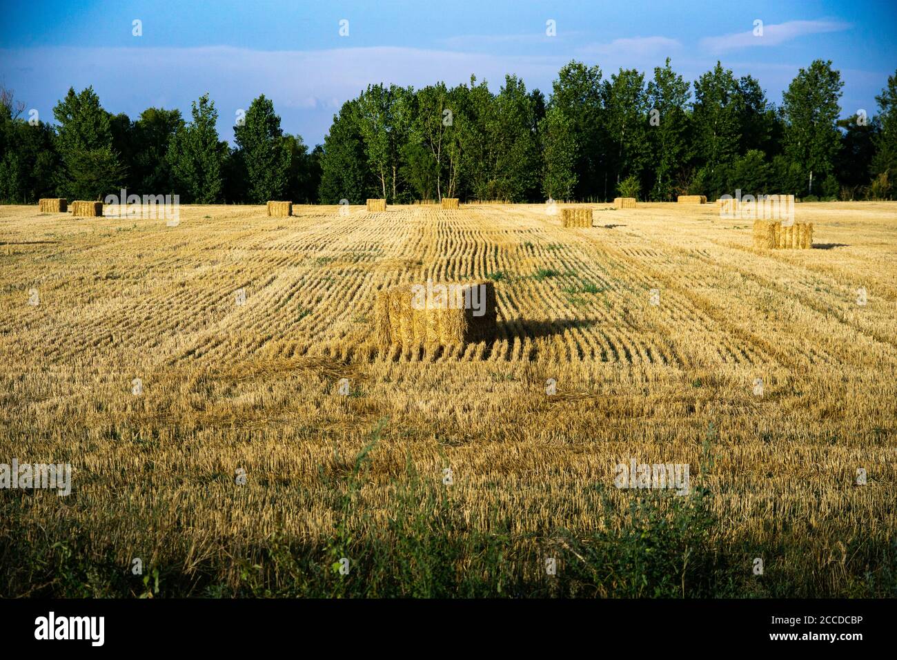 wheat field after harvest Stock Photo - Alamy