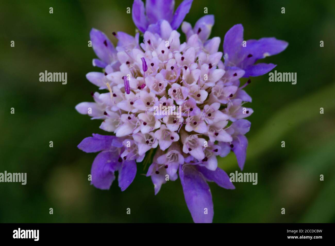 Pincushion flower scabiosa atropurpurea hi-res stock photography and ...
