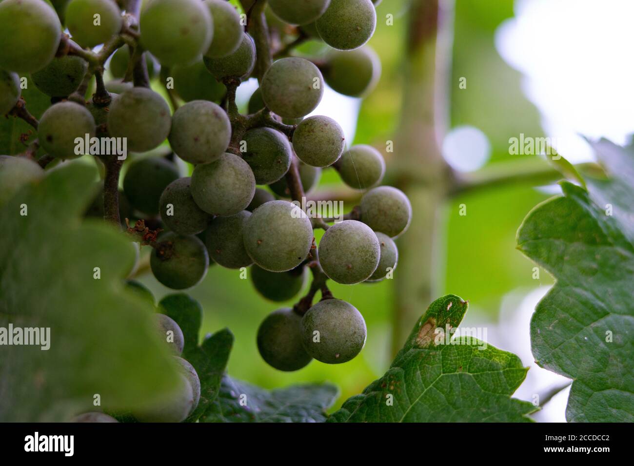 Grape bunch graphic hi-res stock photography and images - Alamy