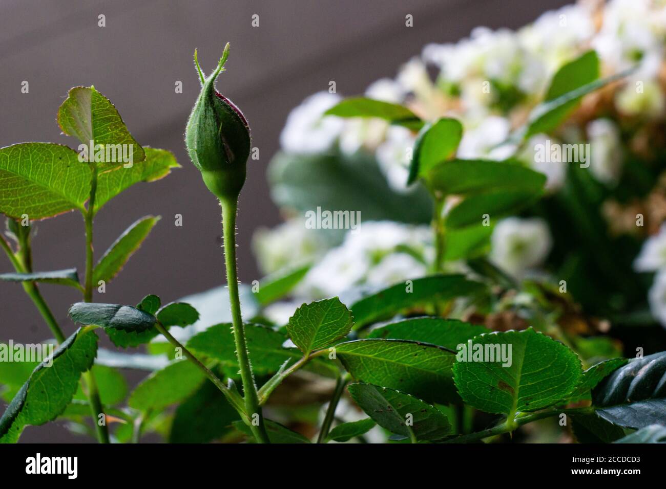 Spring rosebud hi-res stock photography and images - Alamy