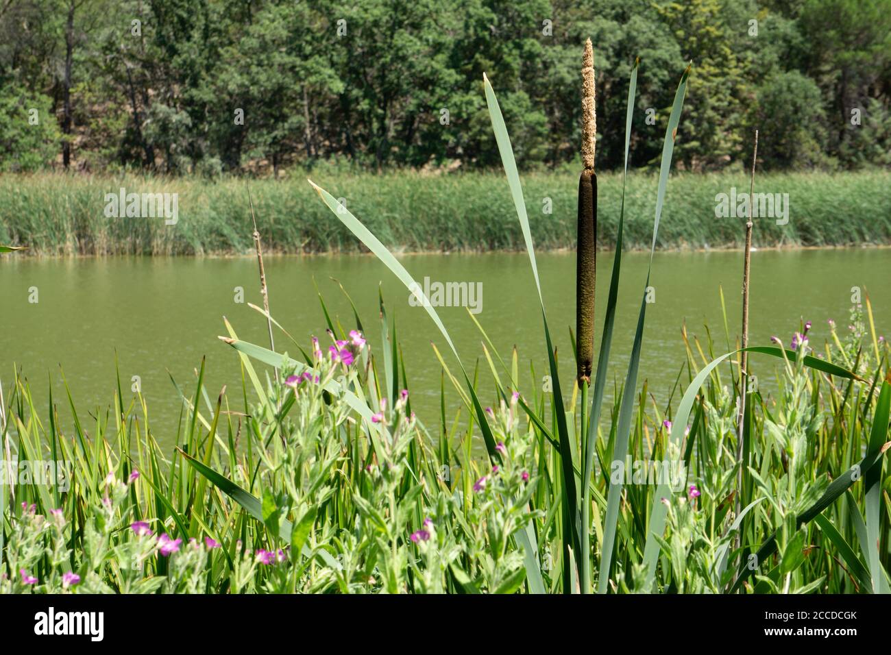 Close up view reed growing hi-res stock photography and images - Alamy