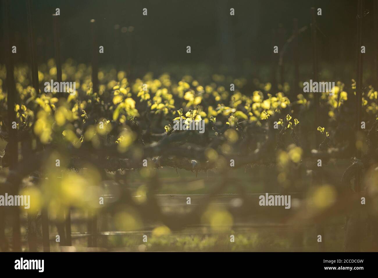New grape vine leaves glow in the sunlight during golden hour ...