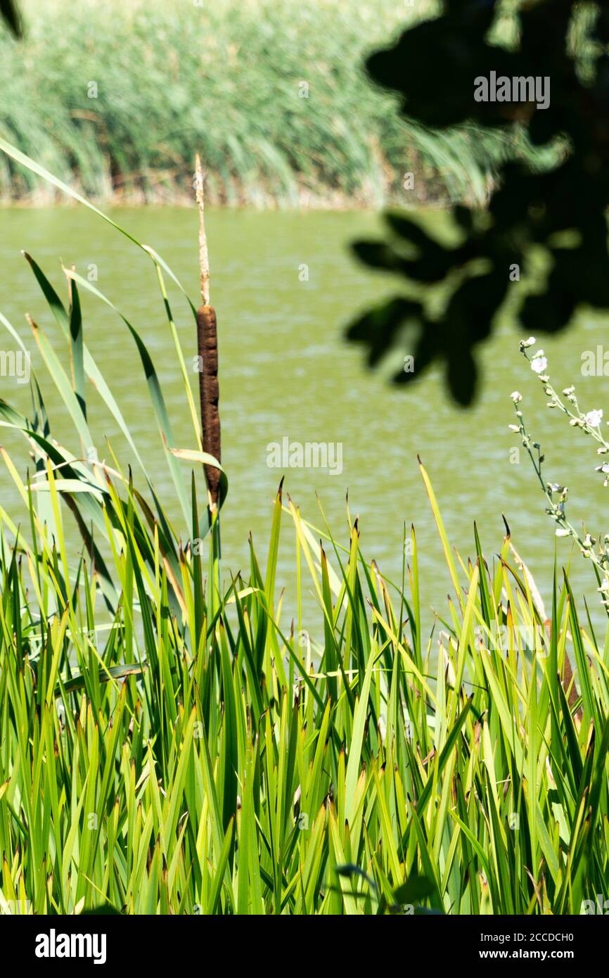 reed in a swamp Stock Photo - Alamy