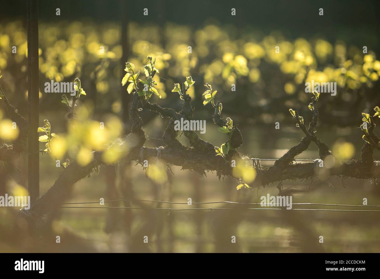 New grape vine leaves glow in the sunlight during golden hour ...