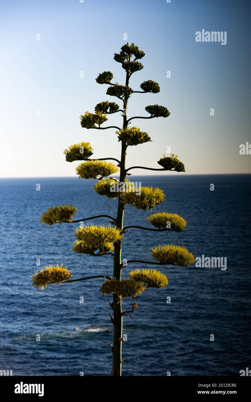 Agave in bloom hi-res stock photography and images - Alamy